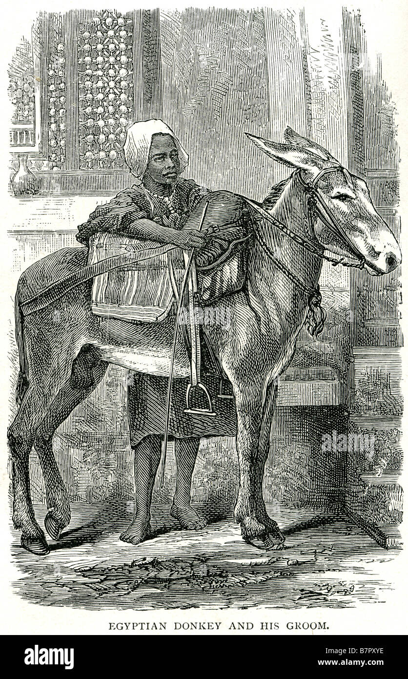 donkey ass Equus asinus Equidae horse family odd-toed ungulate ...