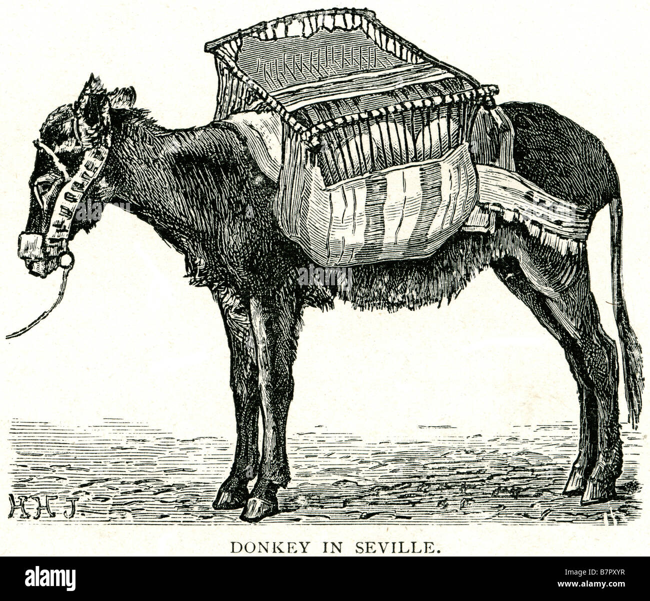 donkey ass Equus asinus Equidae horse family odd-toed ungulate ...