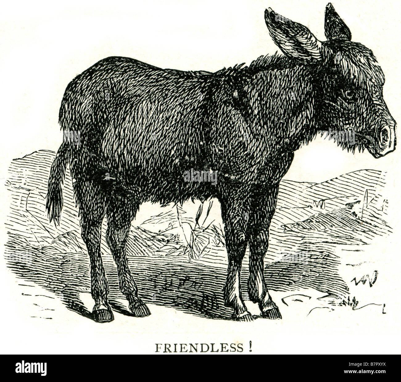 donkey ass Equus asinus Equidae horse family odd-toed ungulate ...