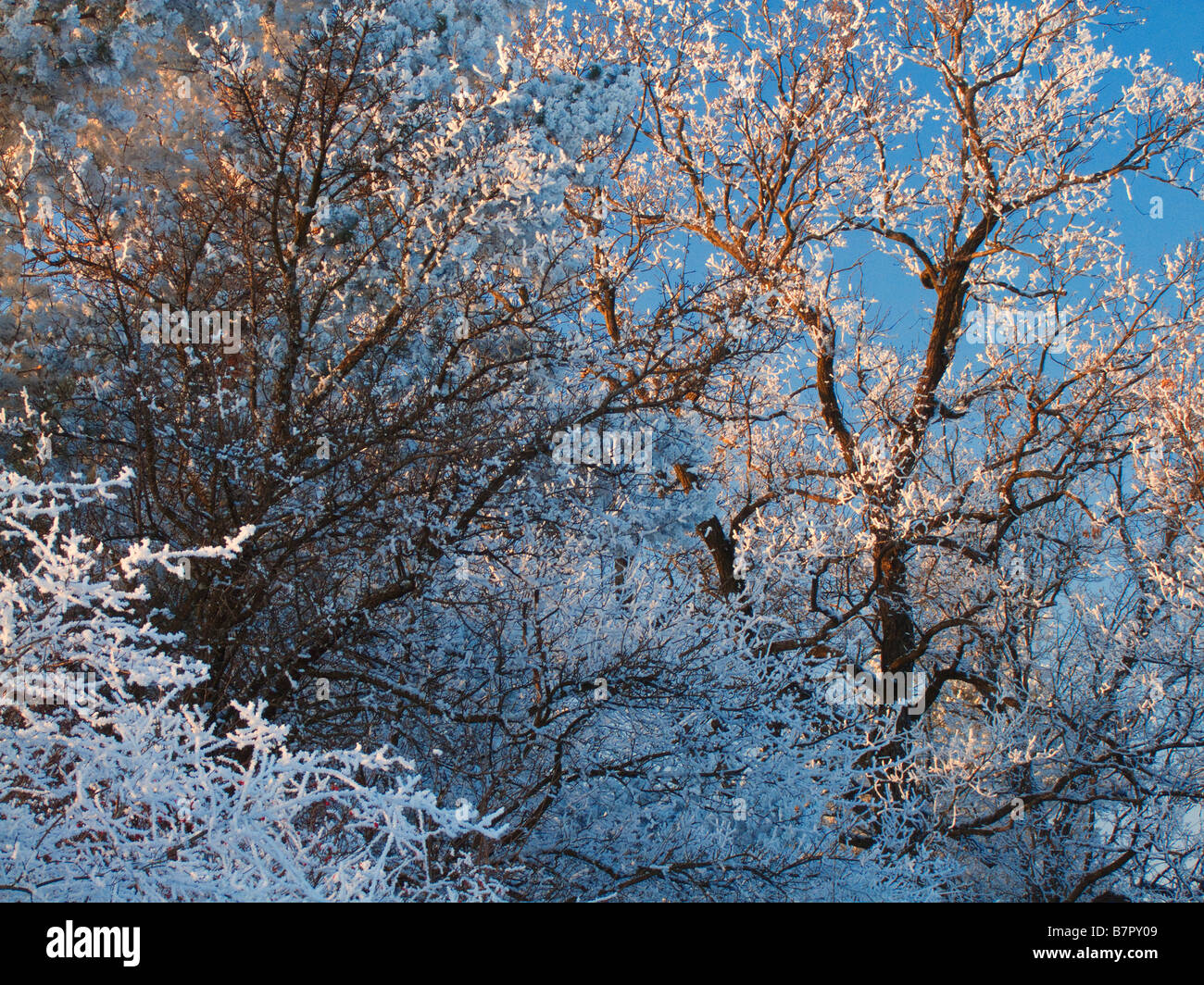 Hoar frost bush winter Stock Photo - Alamy