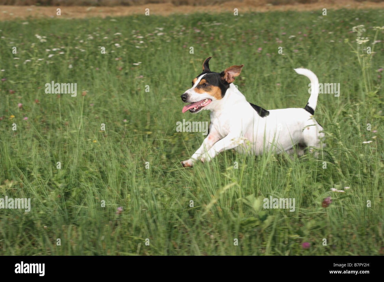 Jack Russell Terrier - running on meadow Stock Photo - Alamy