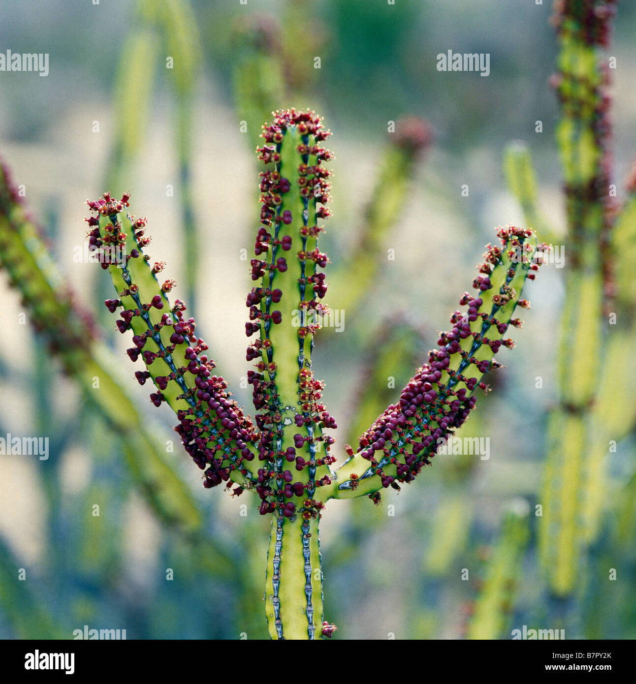 Africa, Kenya, Baragoi, Maralal District. Euphorbia shrubs growing in ...