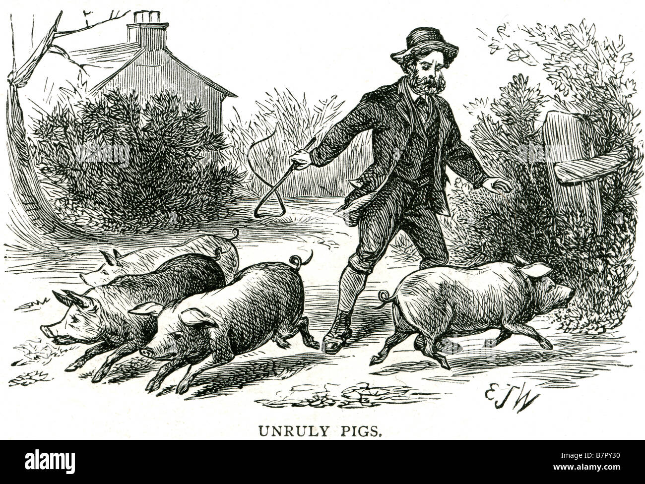 Black swine pigs hi-res stock photography and images - Alamy