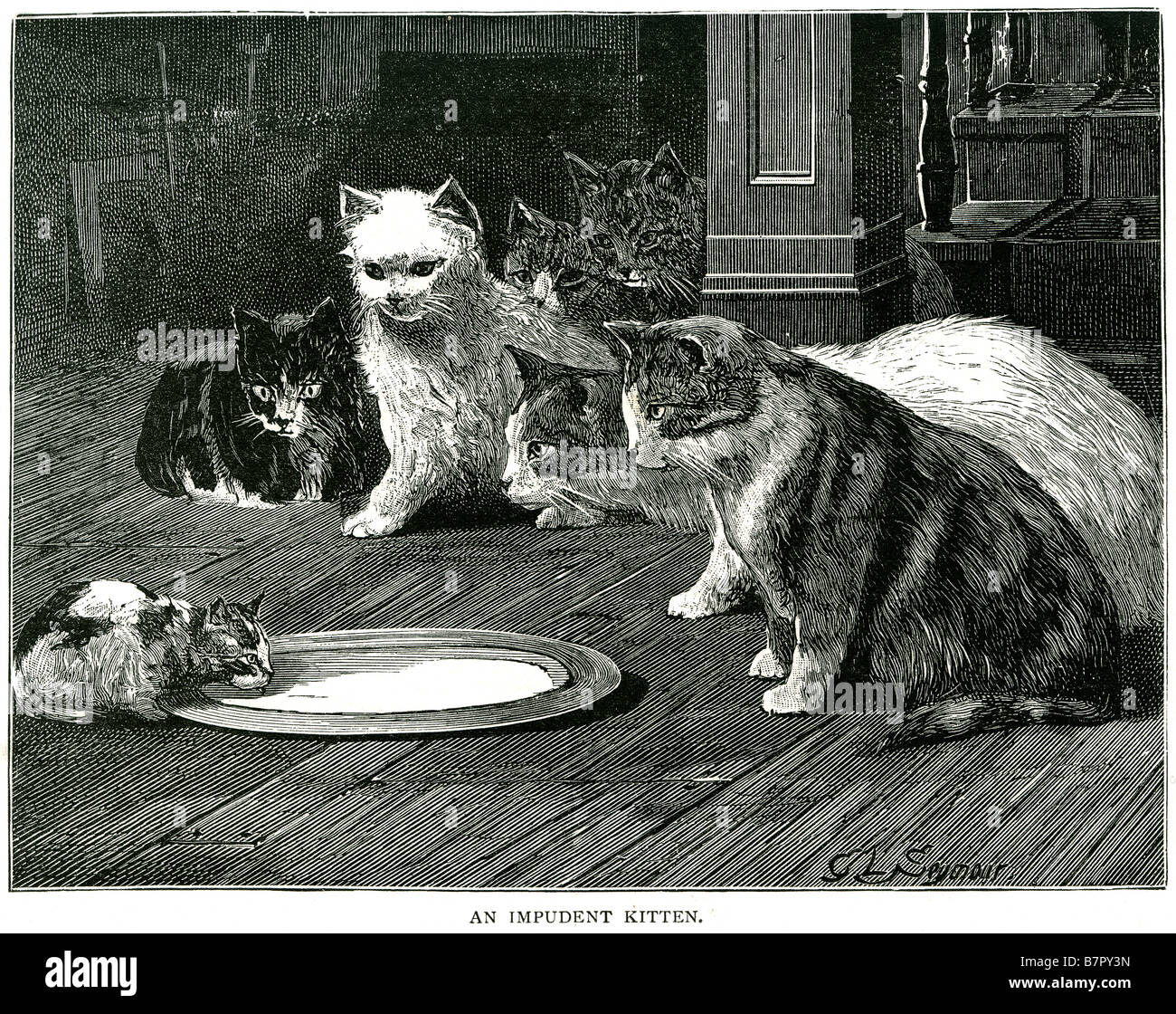 Impudent Cheeky Cat Kitten Eating Drinking House inside pet feline ...