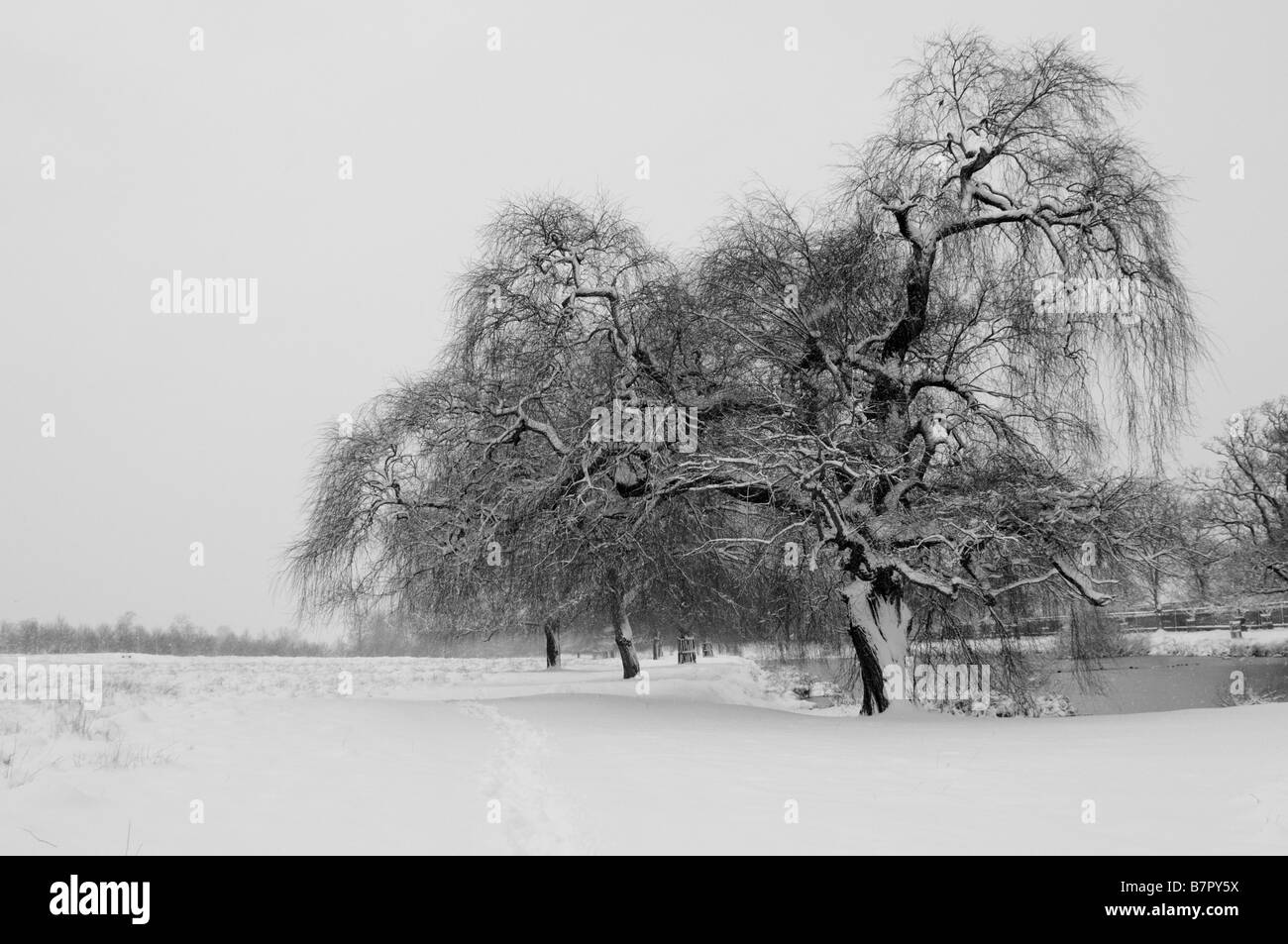 Weeping willow tree in snow Home Park Surrey UK Stock Photo - Alamy