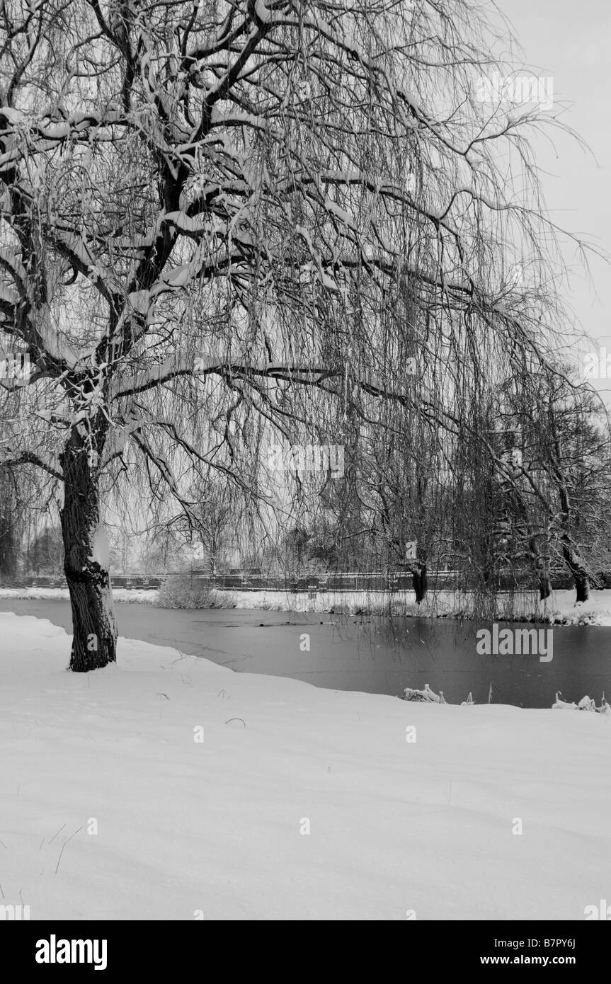 Weeping willow tree in snow Home Park Surrey UK Stock Photo - Alamy