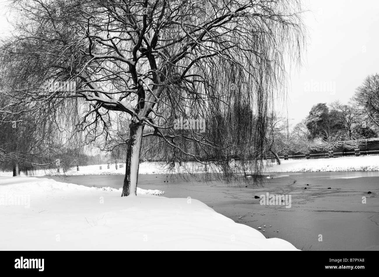 Weeping willow tree in snow Home Park Surrey UK Stock Photo - Alamy