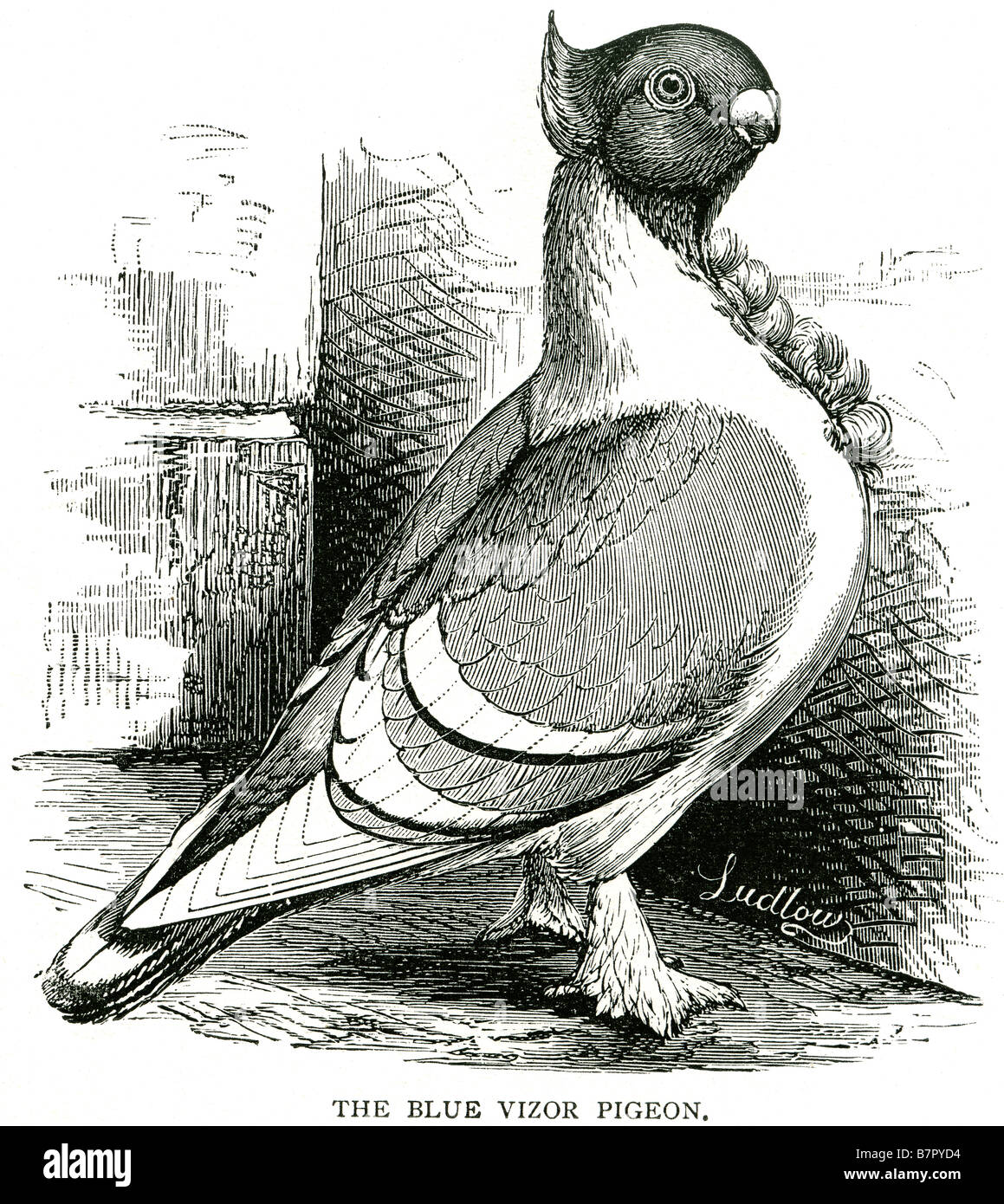 Queen pigeon hi-res stock photography and images - Alamy