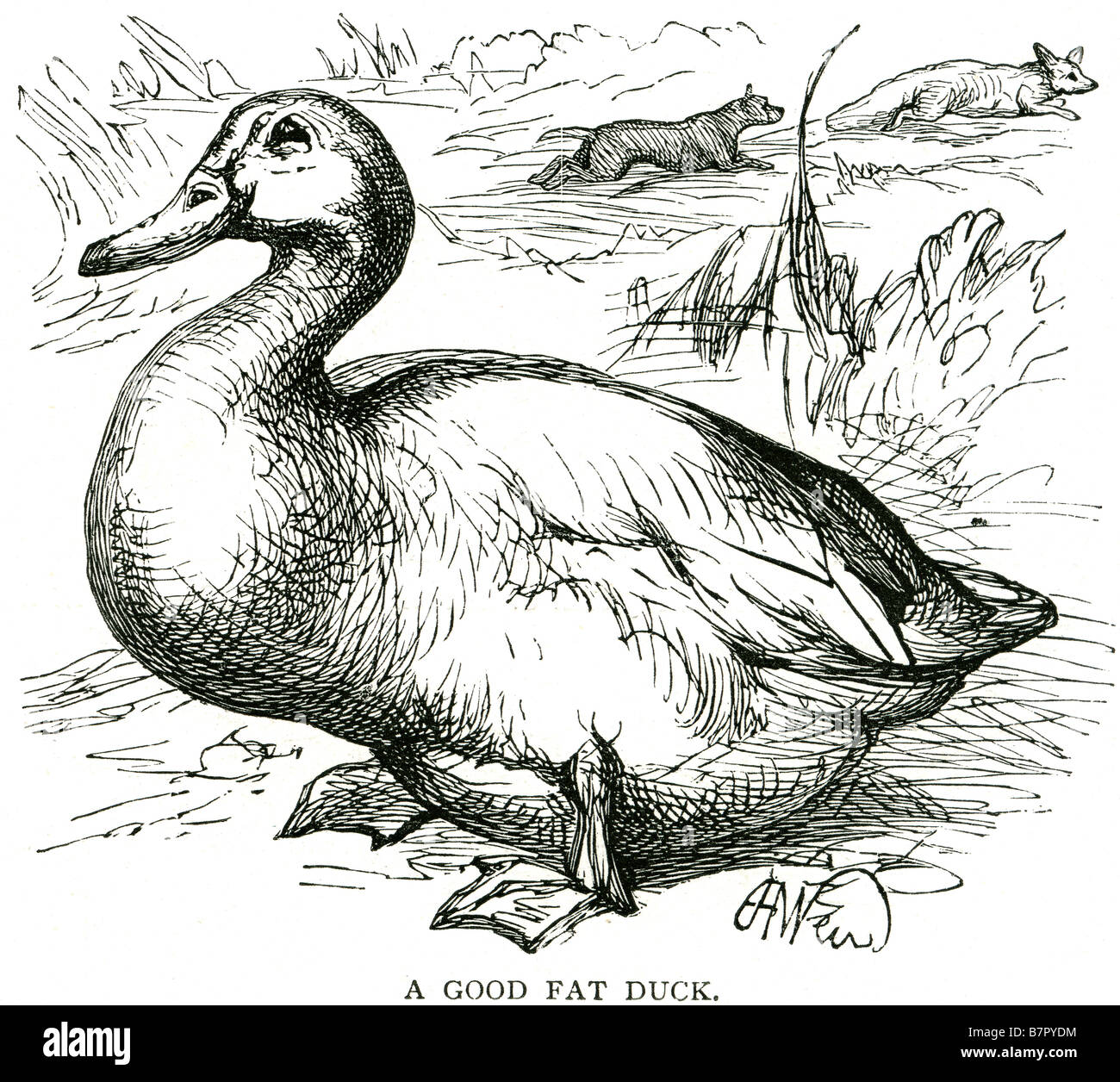 A good fat duck profile hound fox background grass edible farmed Stock ...