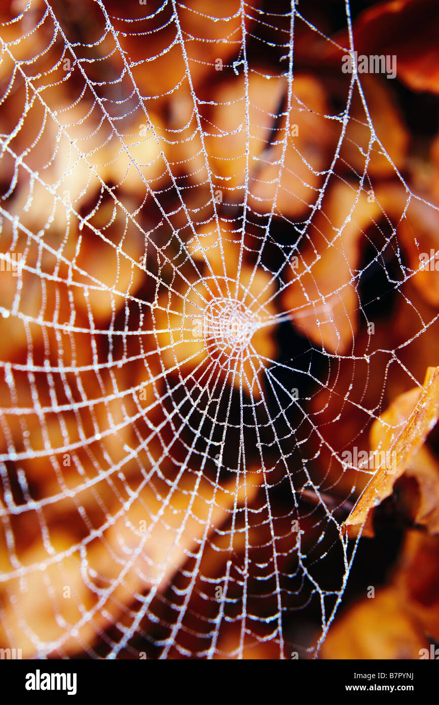 Spiders web autumn dew hi-res stock photography and images - Alamy