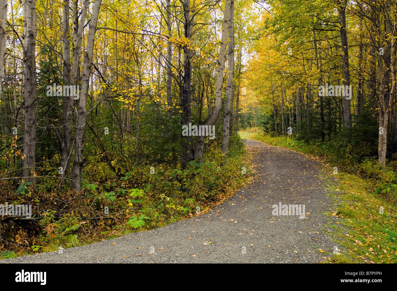 Path through forest in autumn Chugach State Park Southcentral Alaska ...