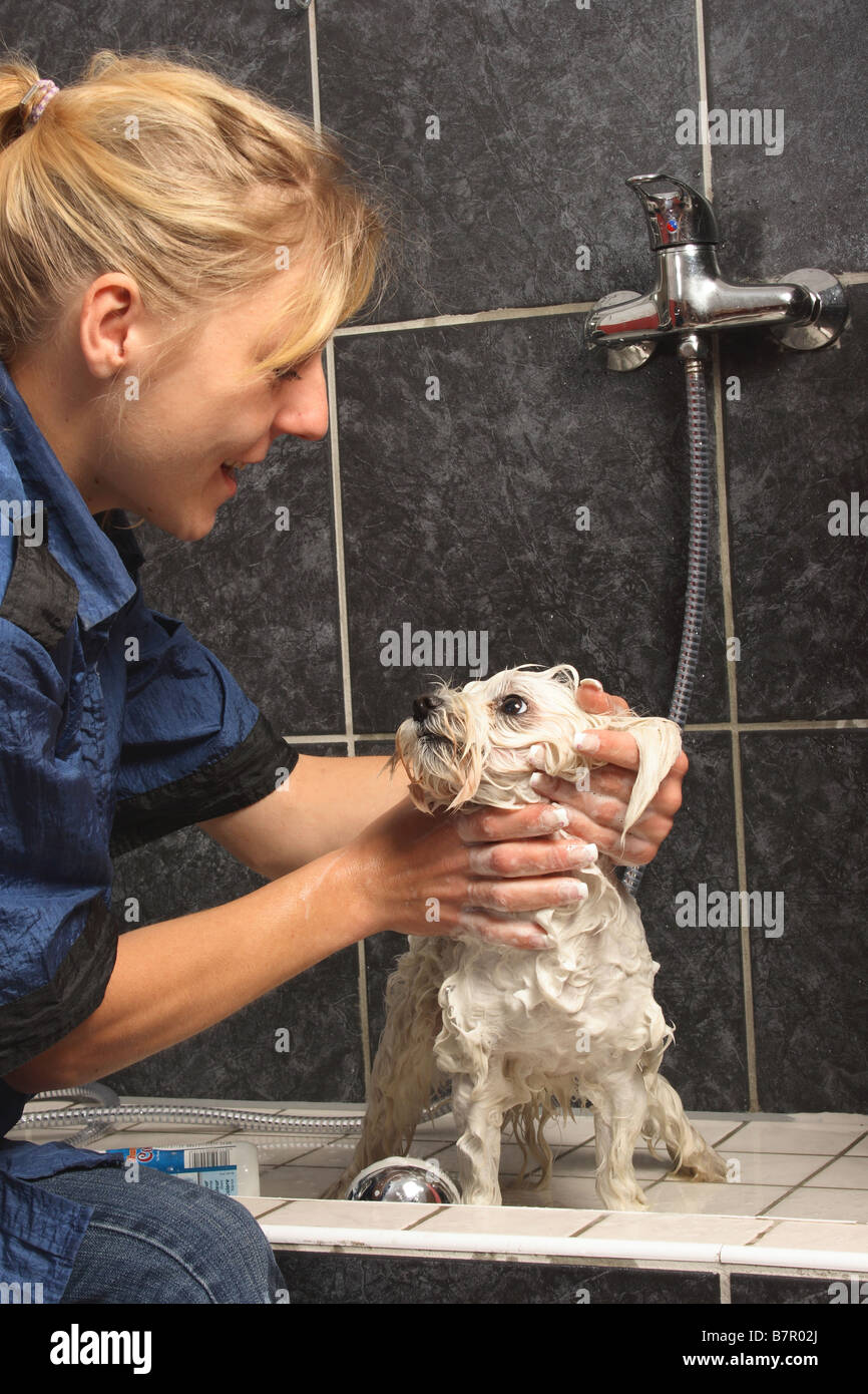 Dog parlour store