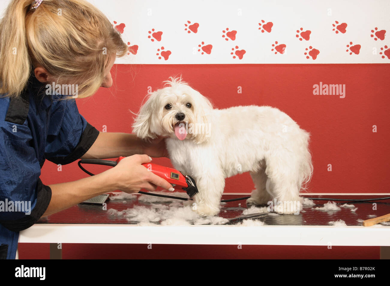 Dog parlour hi-res stock photography and images - Alamy