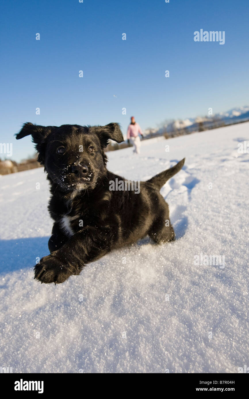 Lab Bernese Mountain Dog Mix