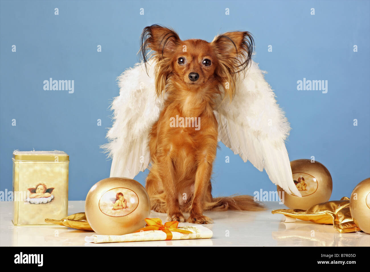 Dog angel wings hi-res stock photography and images - Alamy