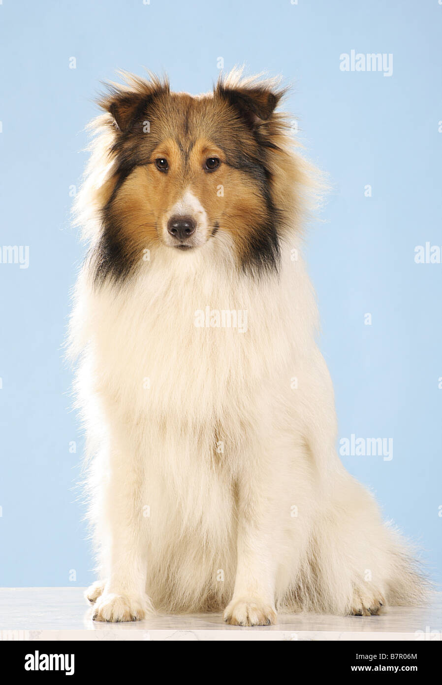 Sheltie - sitting - cut out Stock Photo - Alamy