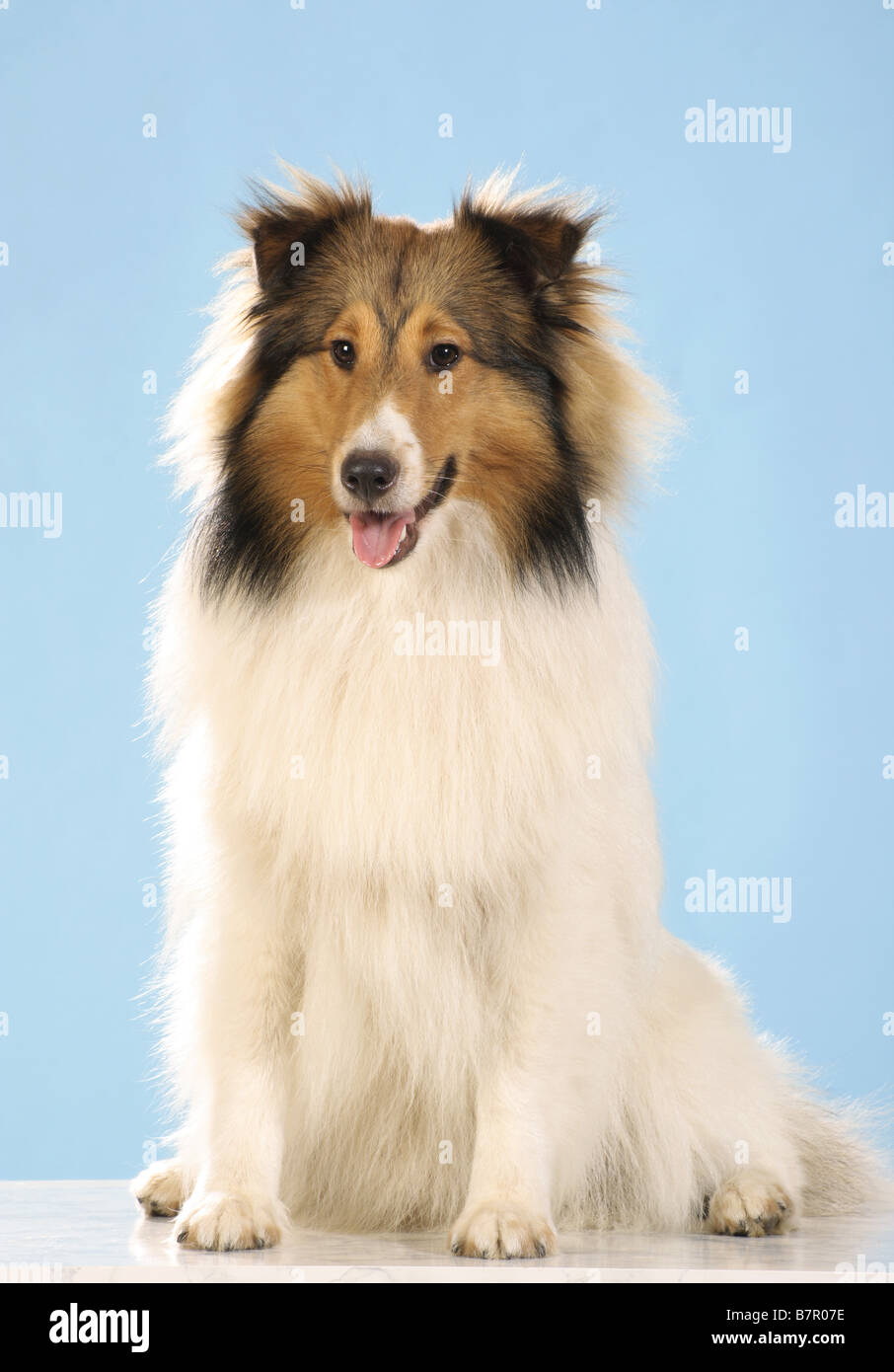 Sheltie - sitting - cut out Stock Photo - Alamy