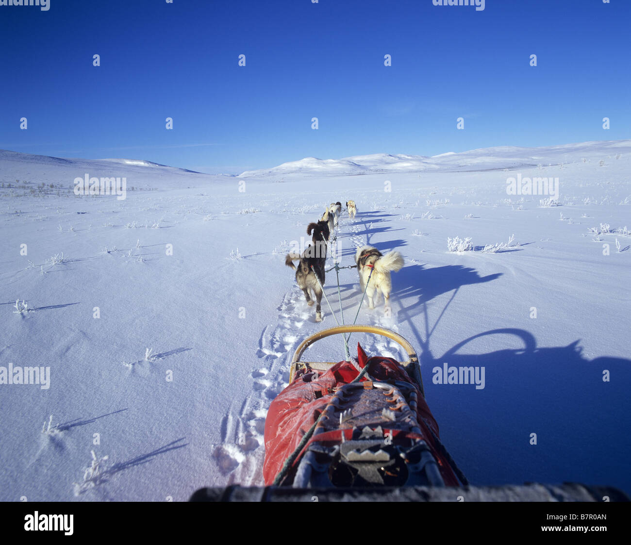 Huskies pulling sledge Stock Photo - Alamy