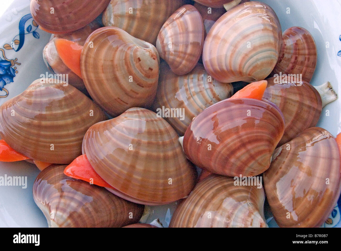 Callista chione hi-res stock photography and images - Alamy