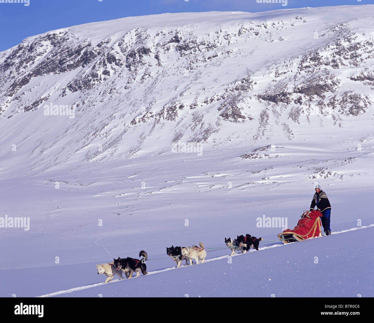 Huskies pulling sledge Stock Photo - Alamy