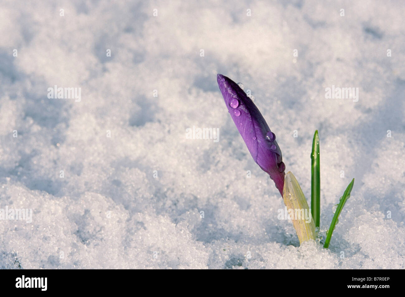 Pushing through hi-res stock photography and images - Alamy
