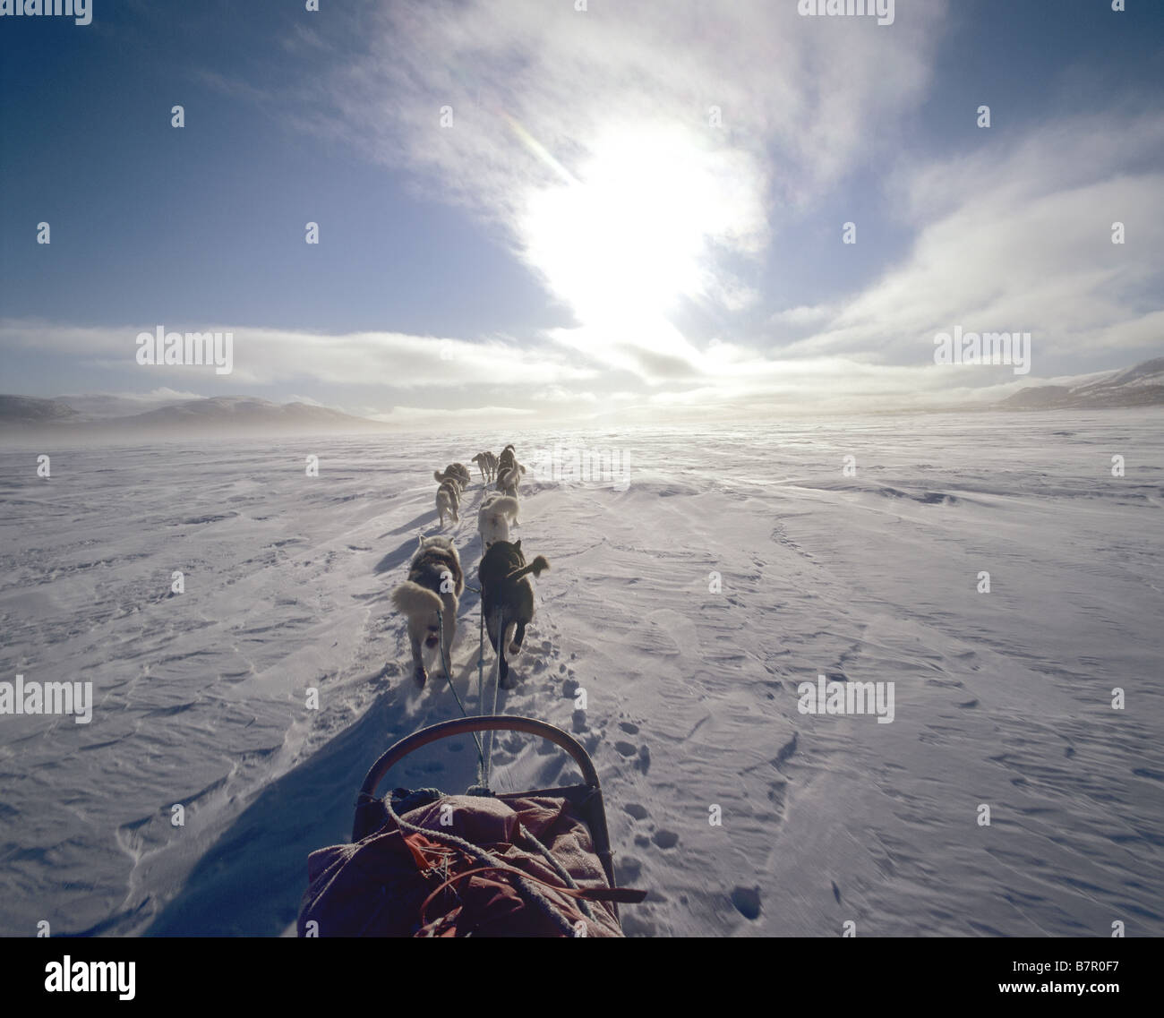 Huskies pulling sledge Stock Photo - Alamy