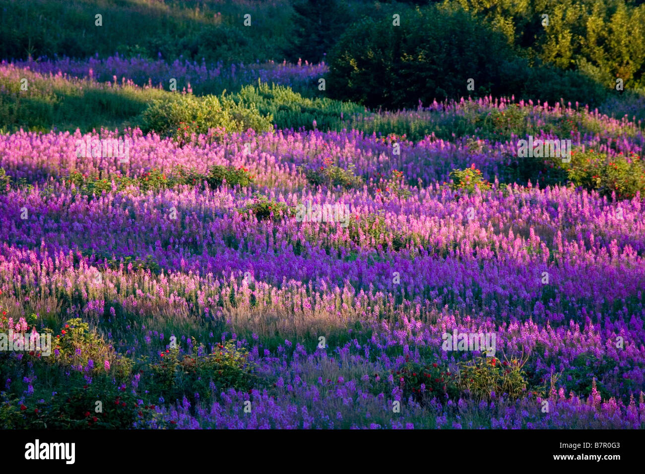 Homer nature trail hi-res stock photography and images - Alamy