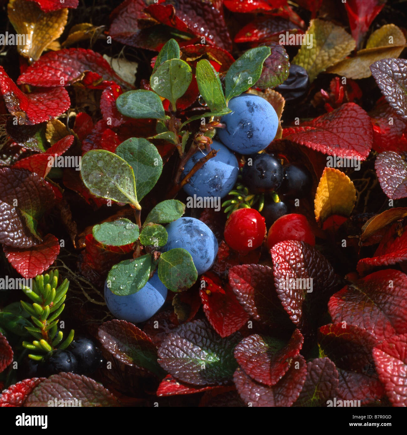Closeup of wild blueberries cranberries & crowberries on tundra off ...