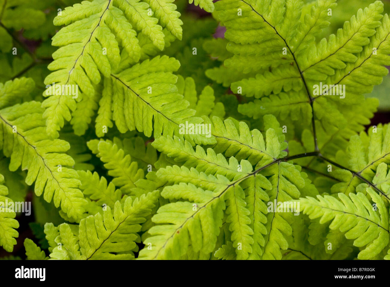 Ferns growing on forest floor hi-res stock photography and images - Alamy
