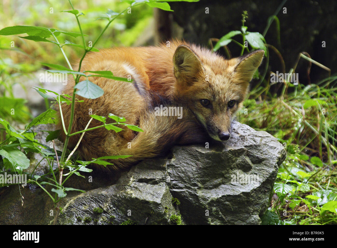 young red fox - lying / Vulpes vulpes Stock Photo - Alamy