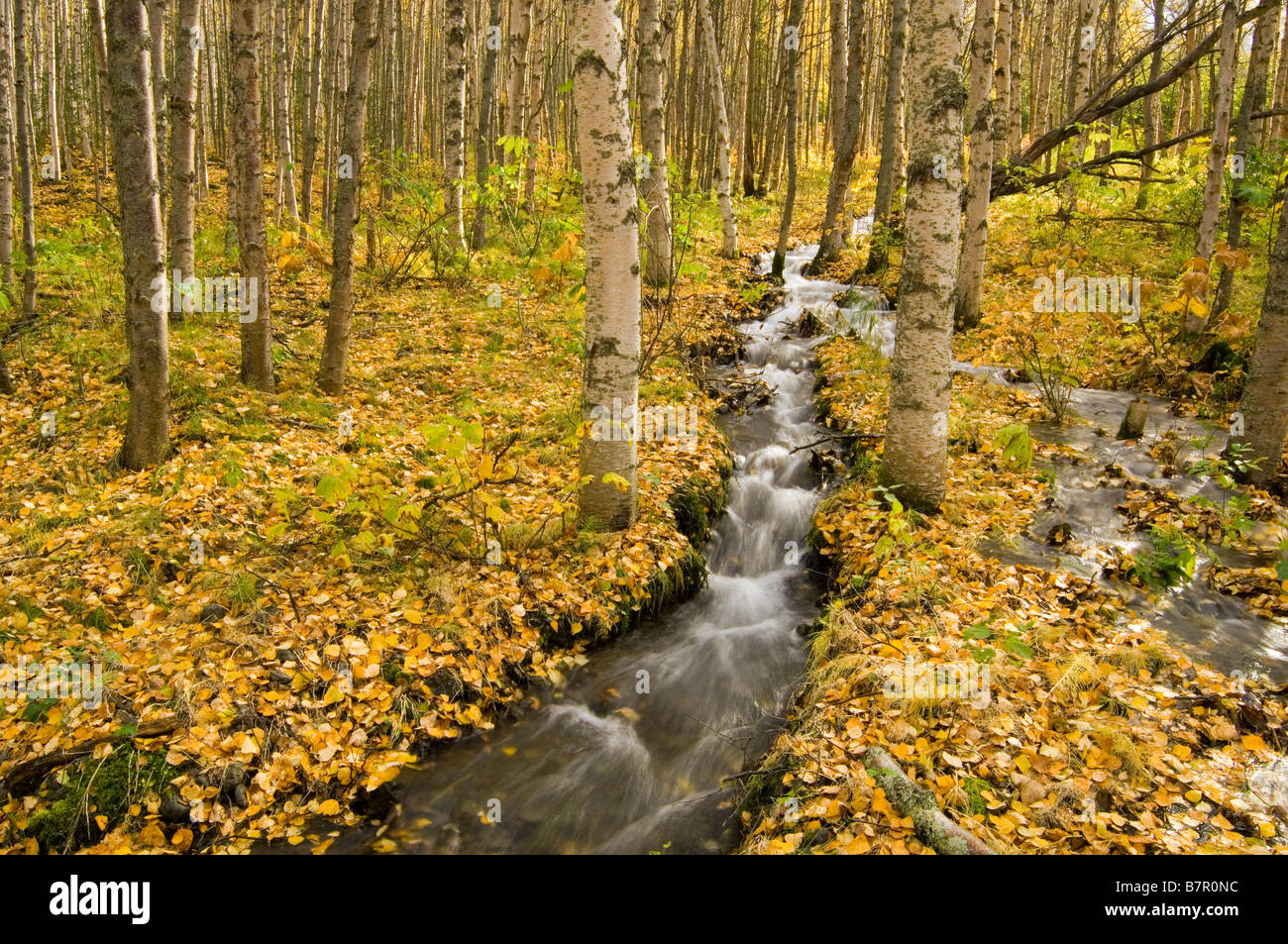 Small creek flows through autumn leaf covered forest floor Chugach ...