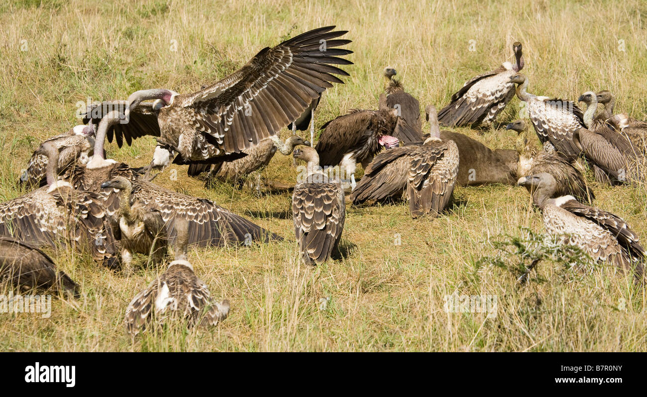 Vultures eating carcass hi-res stock photography and images - Alamy
