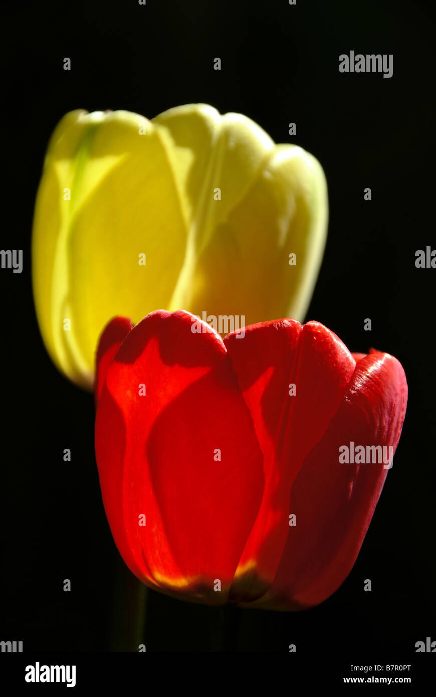 Yellow and red tulips Stock Photo - Alamy