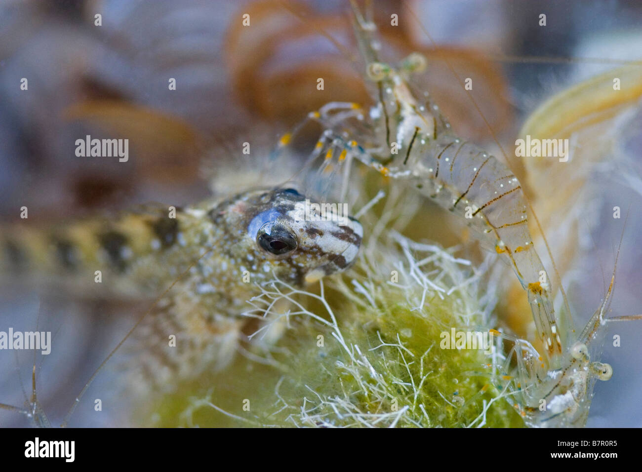 Rock pool prawn hi-res stock photography and images - Alamy