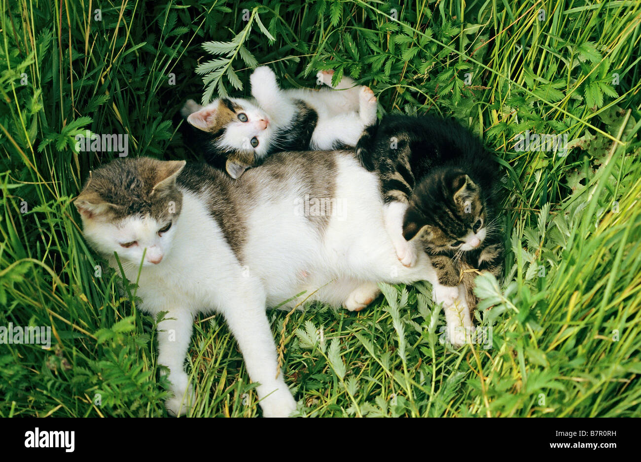 cat with two kittens - lying in the grass Stock Photo - Alamy