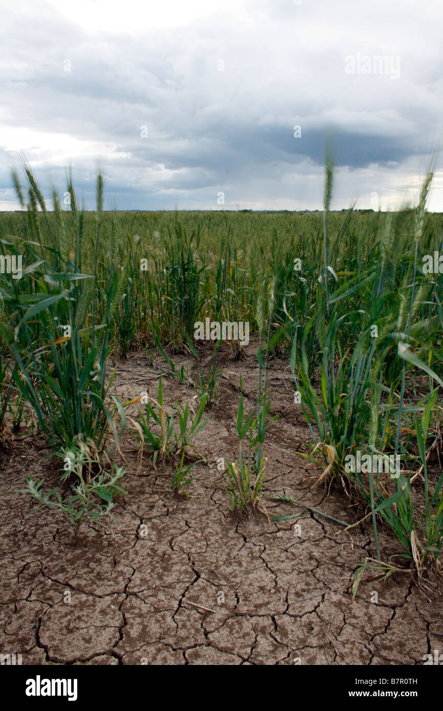 Parched soil hi-res stock photography and images - Alamy
