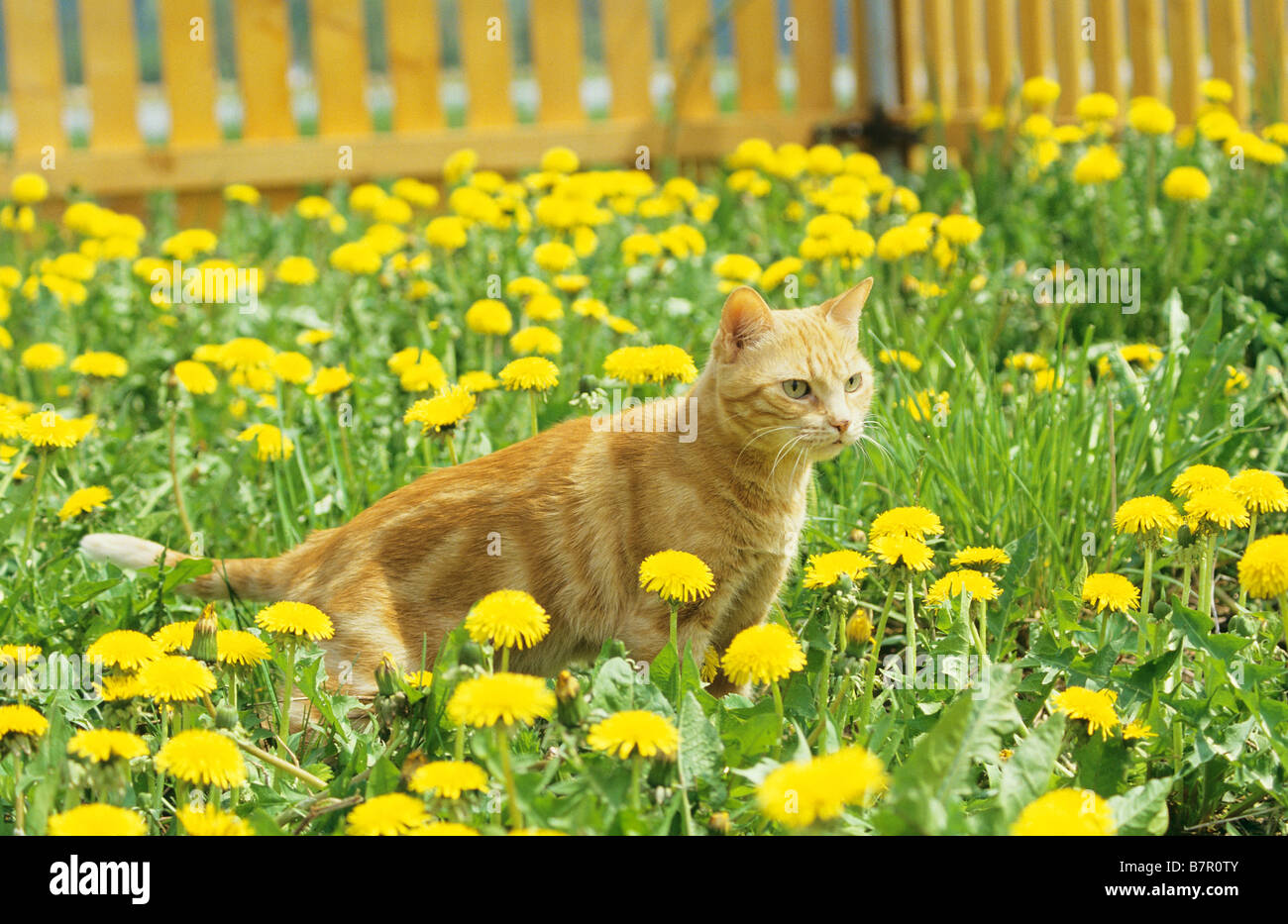 cat in between dandelions Stock Photo - Alamy