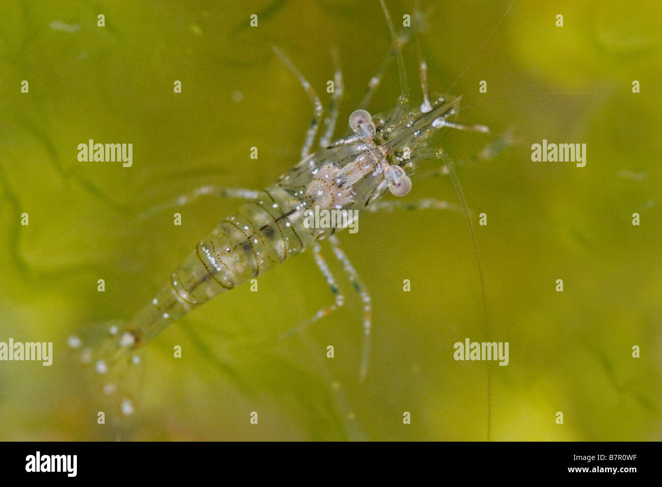 rock pool prawn,palaemon elegans Stock Photo - Alamy