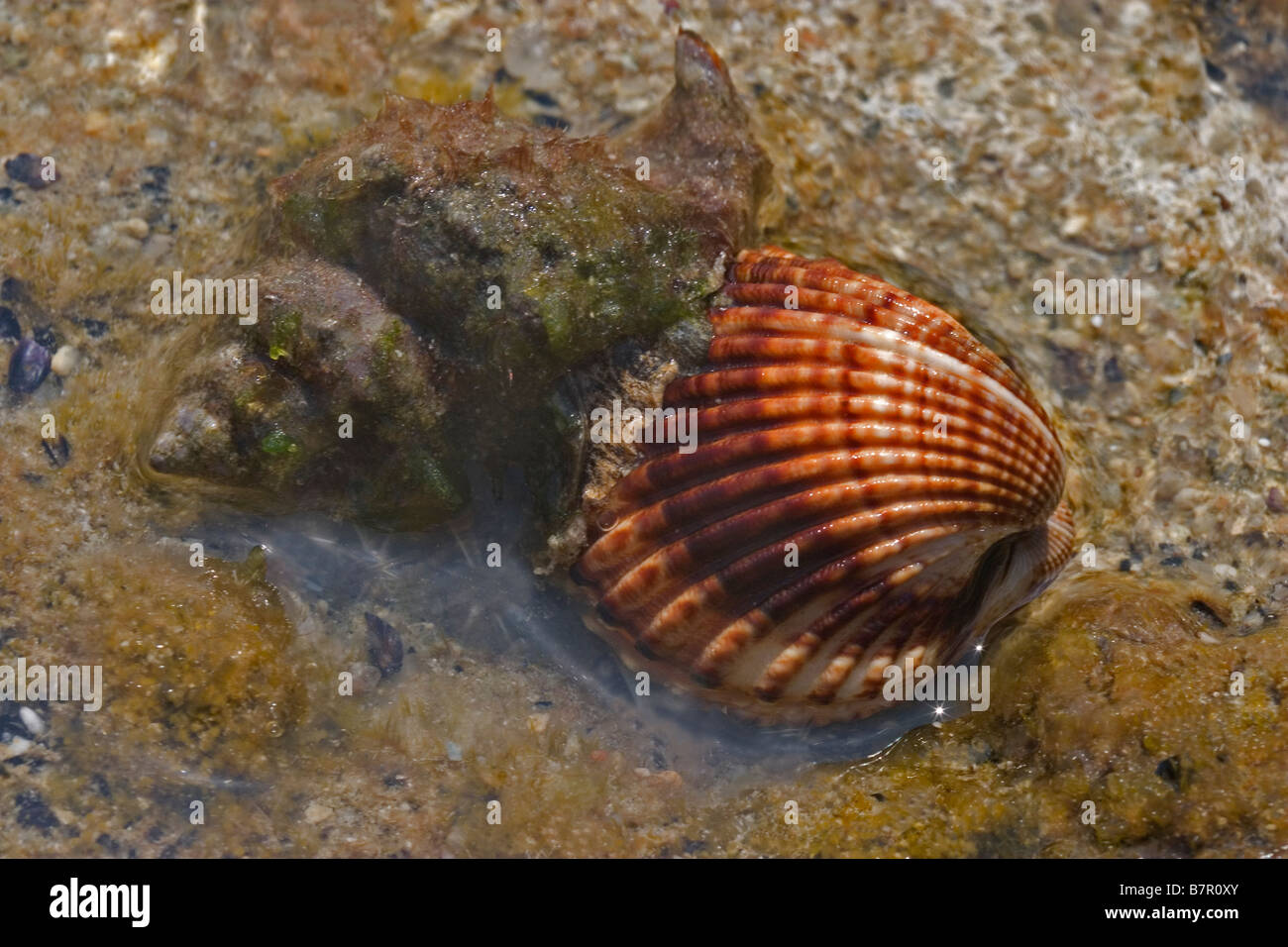 Murex trunculus hi-res stock photography and images - Alamy