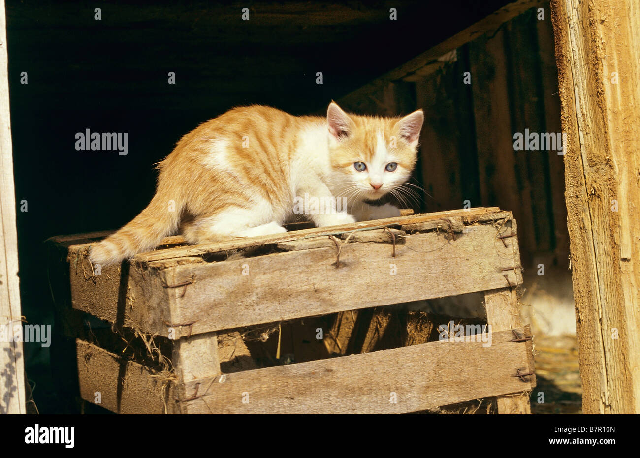 domestic kitten - lurking on wooden box Stock Photo - Alamy