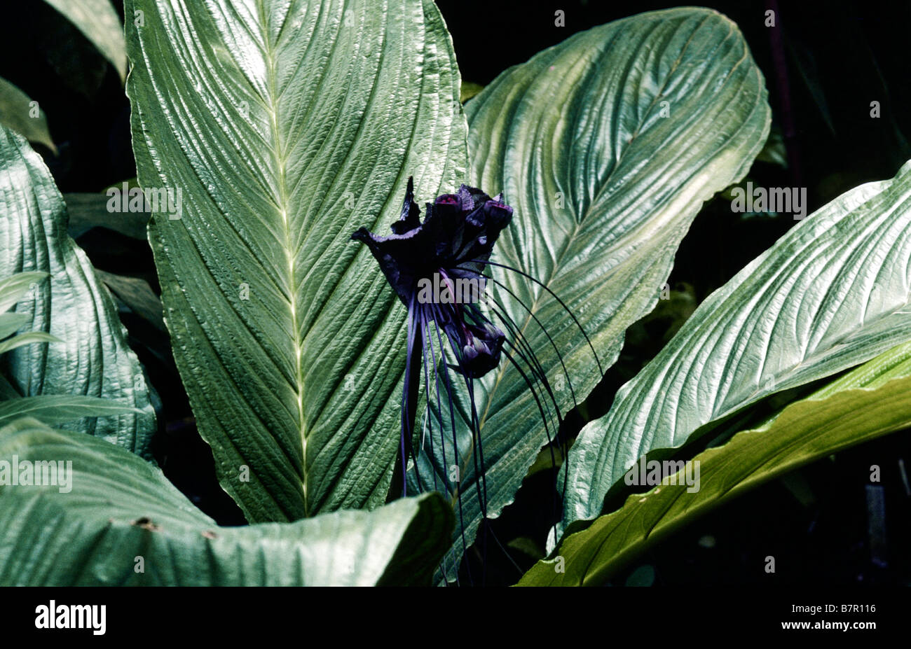 Tacca chantrieri hi-res stock photography and images - Alamy