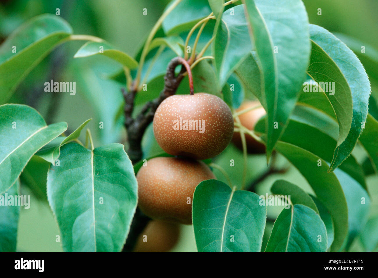Shinseiki Asian pear, Asian pear (Pyrus pyrifolia, Pyrus pyrifolia f ...