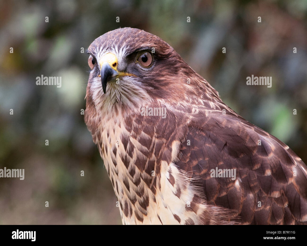 Buzzard eyes hi-res stock photography and images - Alamy