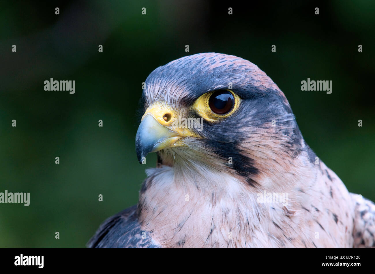 Lanner Falcon portrait Stock Photo - Alamy