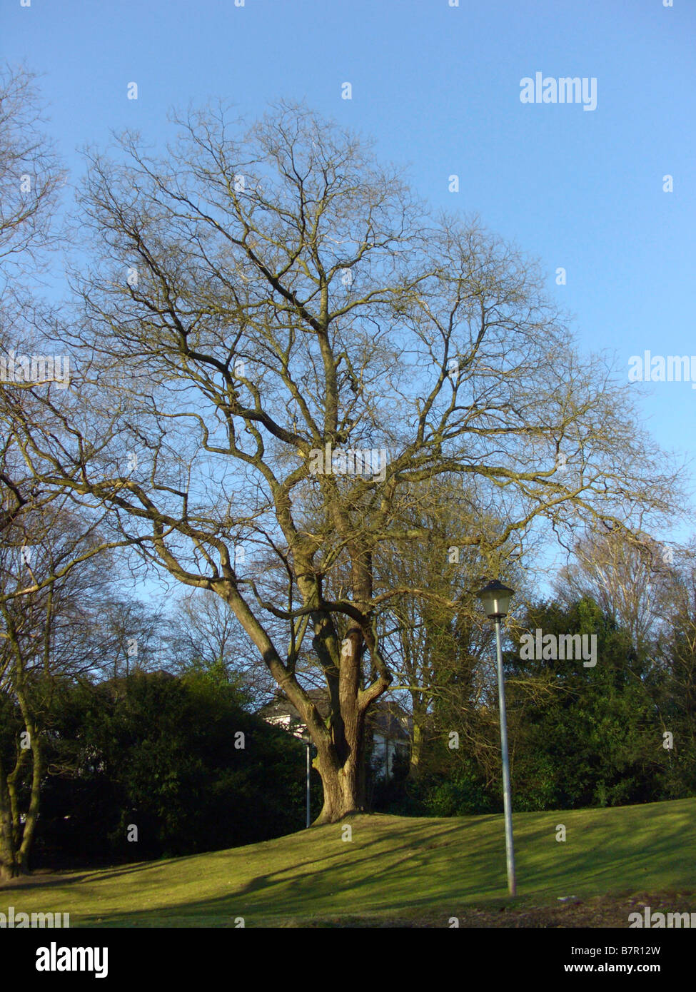 Japanese pagoda tree (Sophora japonica), single tree in a park in ...