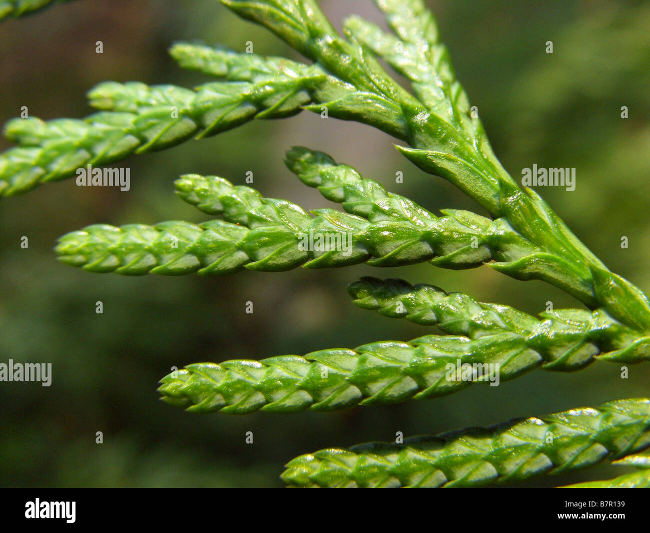 Eastern Red Cedar Twig