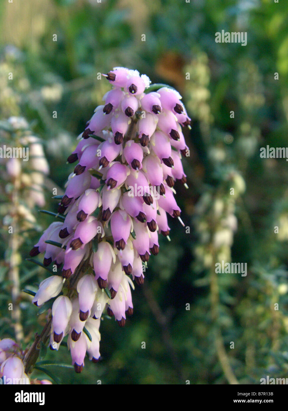 spring heath (Erica herbacea, Erica carnea), blooming Stock Photo - Alamy