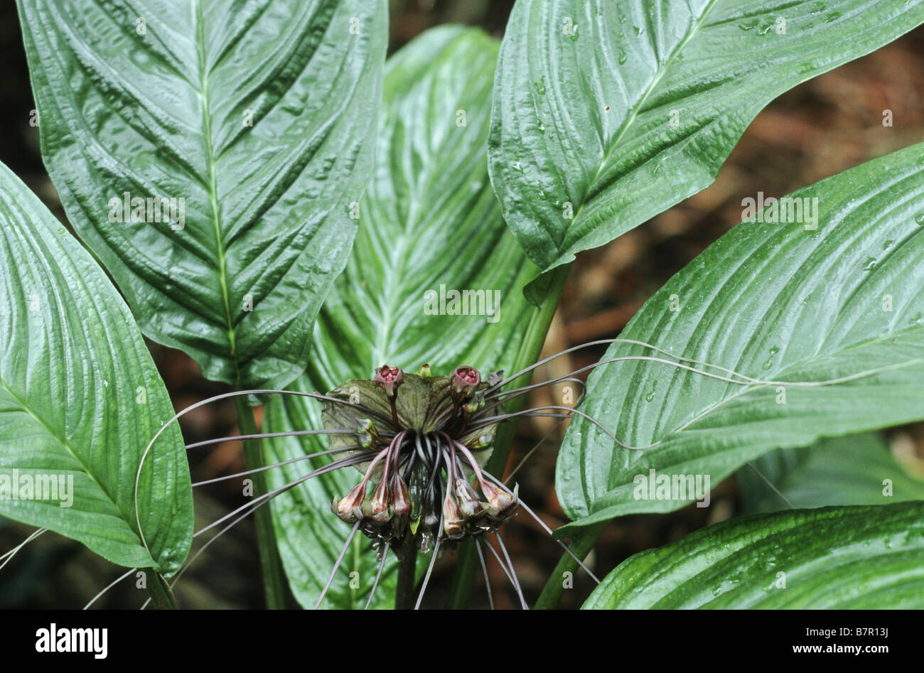 bat plant (Tacca integrifolia), blooming Stock Photo - Alamy