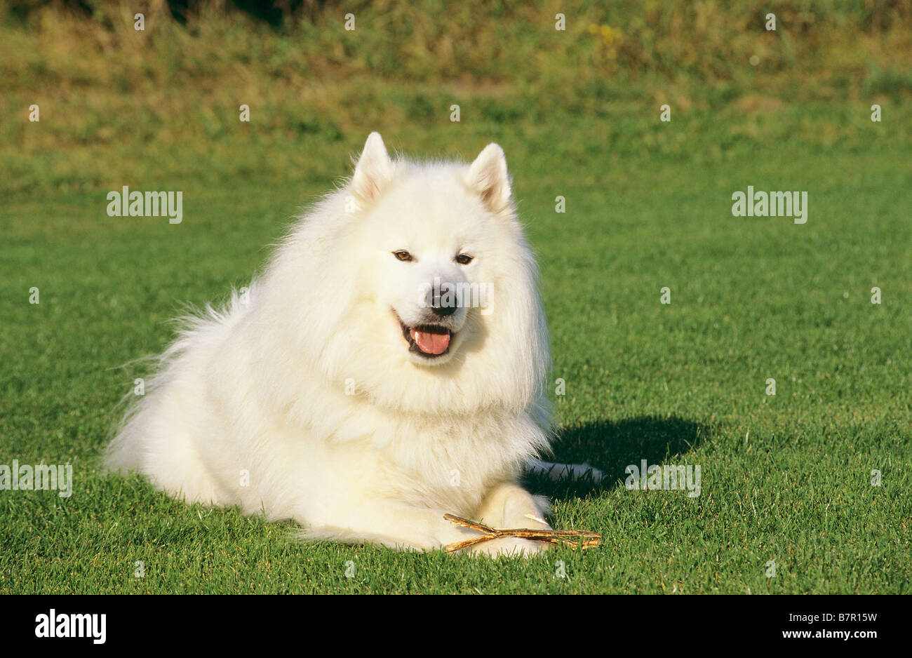 Samoyed dog - lying on meadow Stock Photo - Alamy