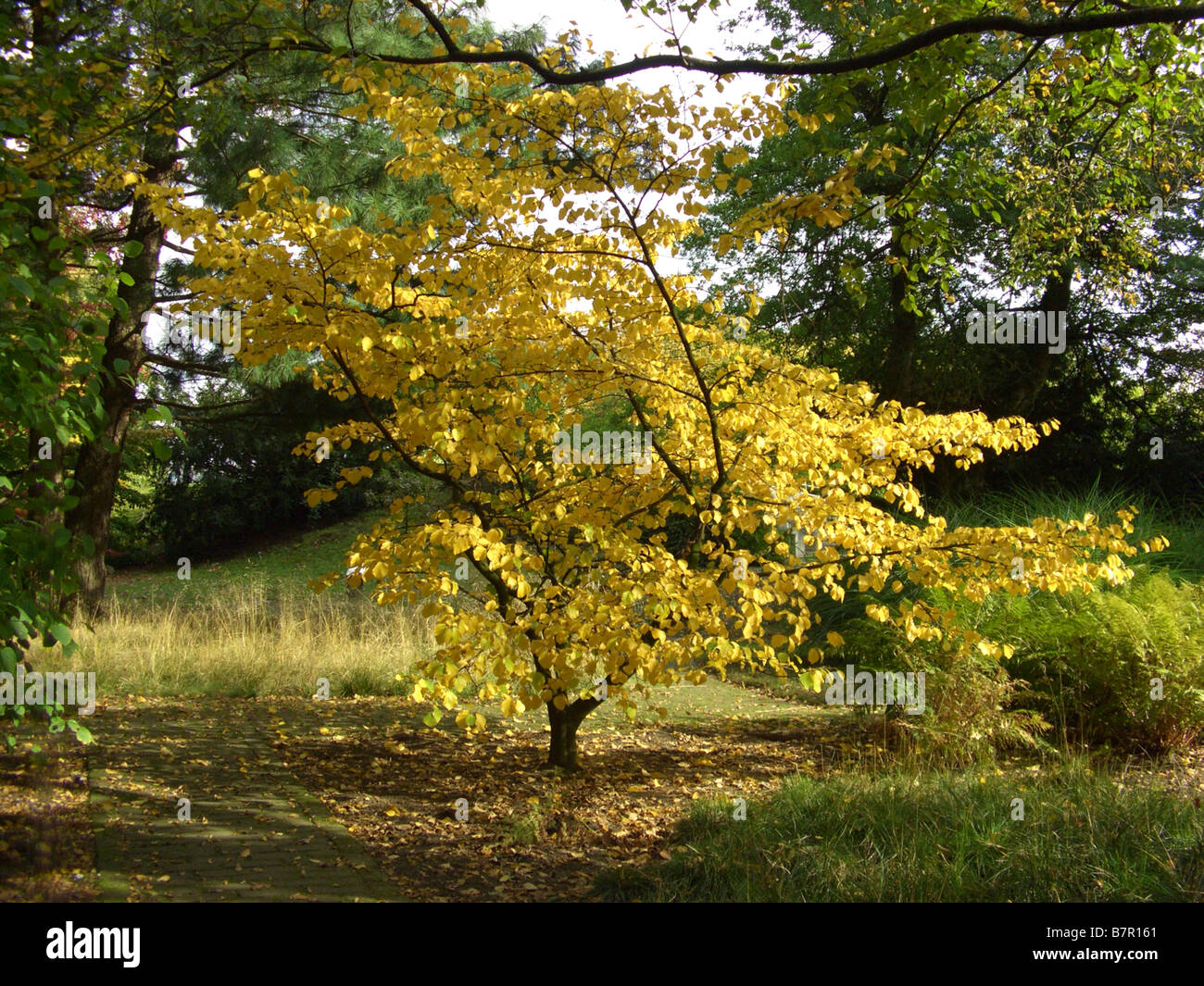 Witch hazel (Hamamelis intermedia, Hamamelis x intermedia), in autumn ...